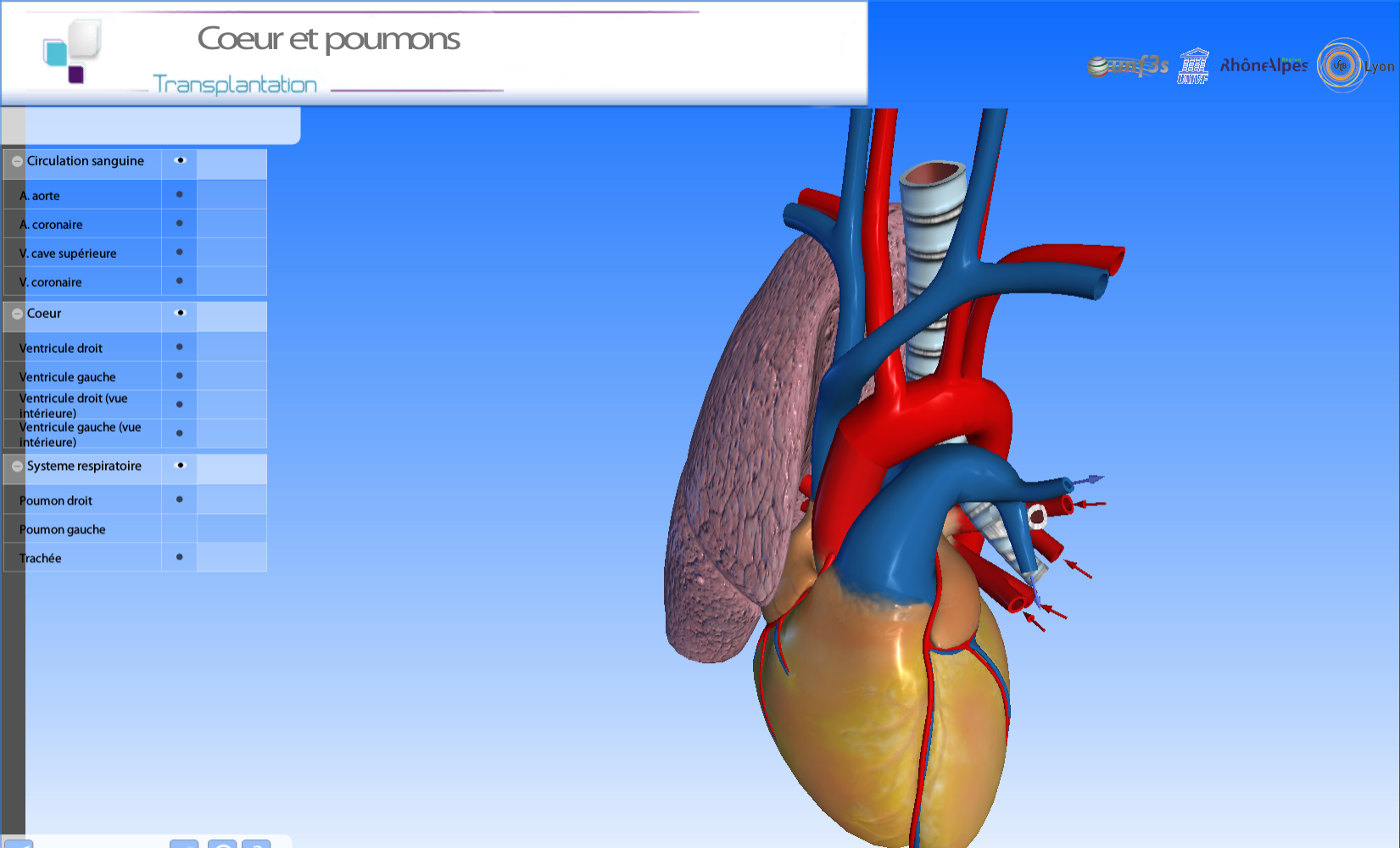 https://lab3d.univ-lyon1.fr/Anatomie3d/fd309/02-praticien_des_formation ...